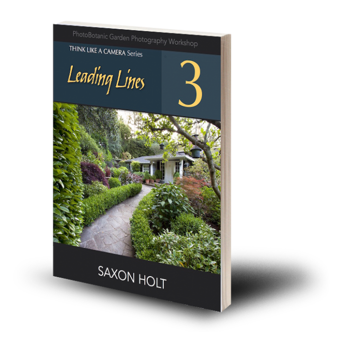 Leading Lines - Spring maple tree - Photobotanic