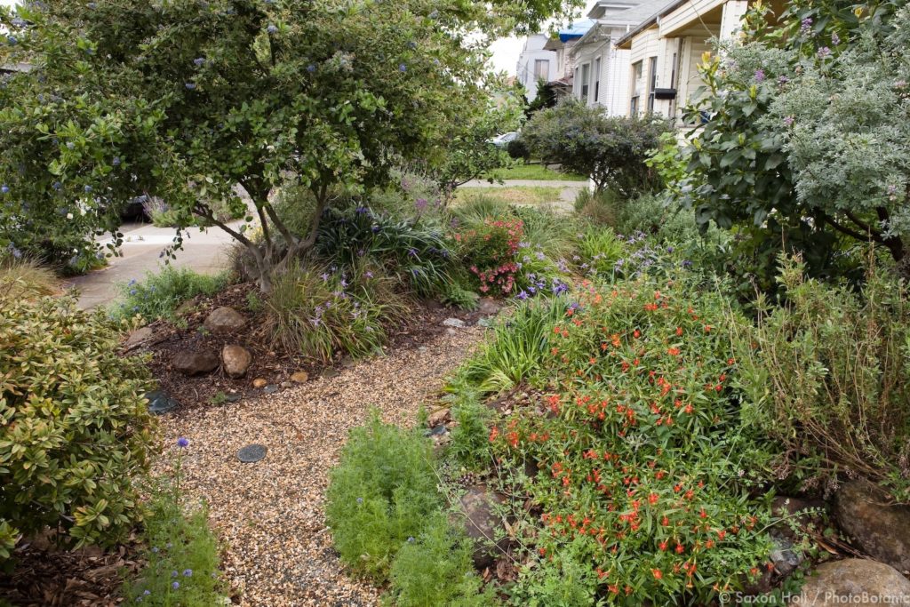 The Beauty of Natives - Photobotanic