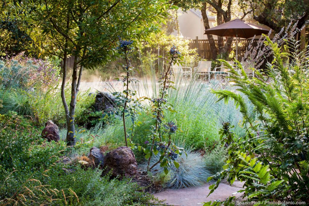 The Beauty of Natives - Photobotanic