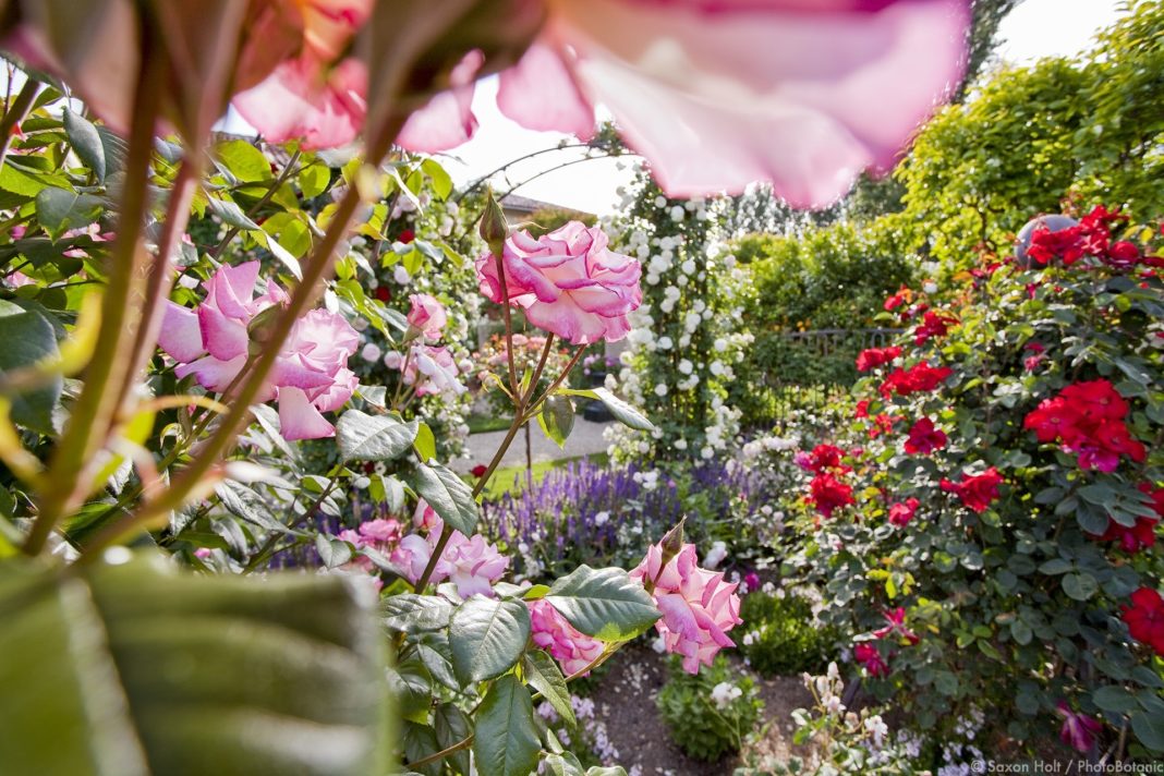 How to Photograph Roses - Photobotanic