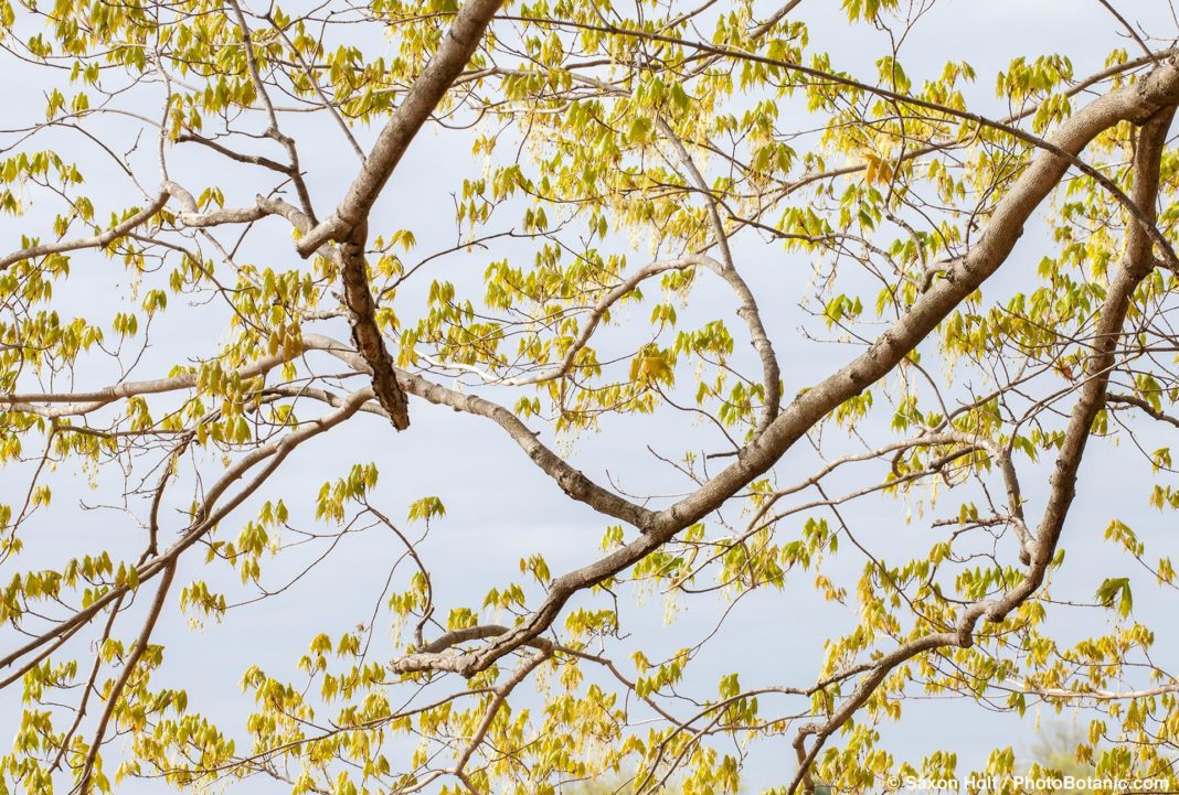 Leading Lines - Spring maple tree - Photobotanic