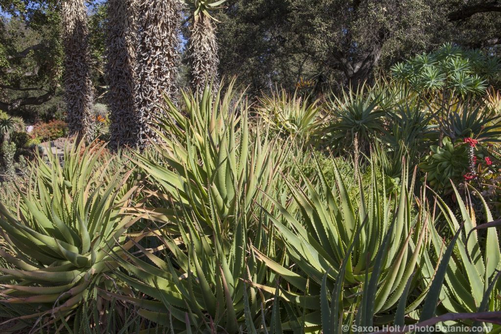 Hard Light and Back Light - Photobotanic