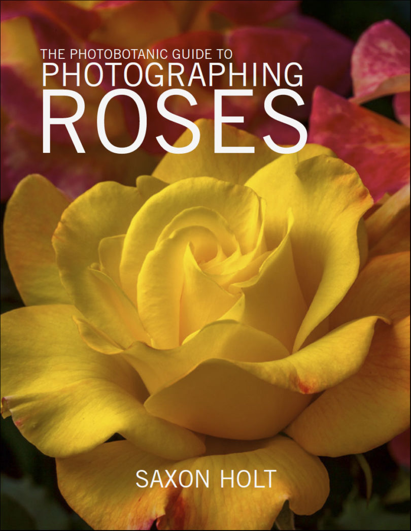 How to Photograph Roses - Photobotanic