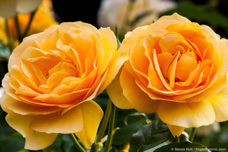 How to Photograph Roses - Photobotanic