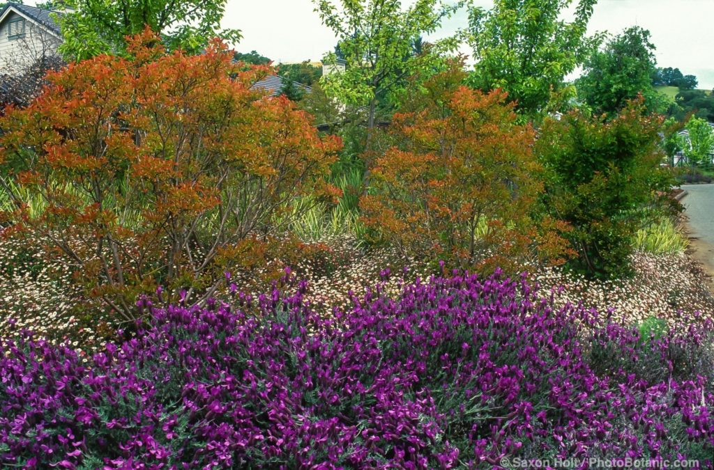 A Summer-Dry Landscape Subdivision - Photobotanic