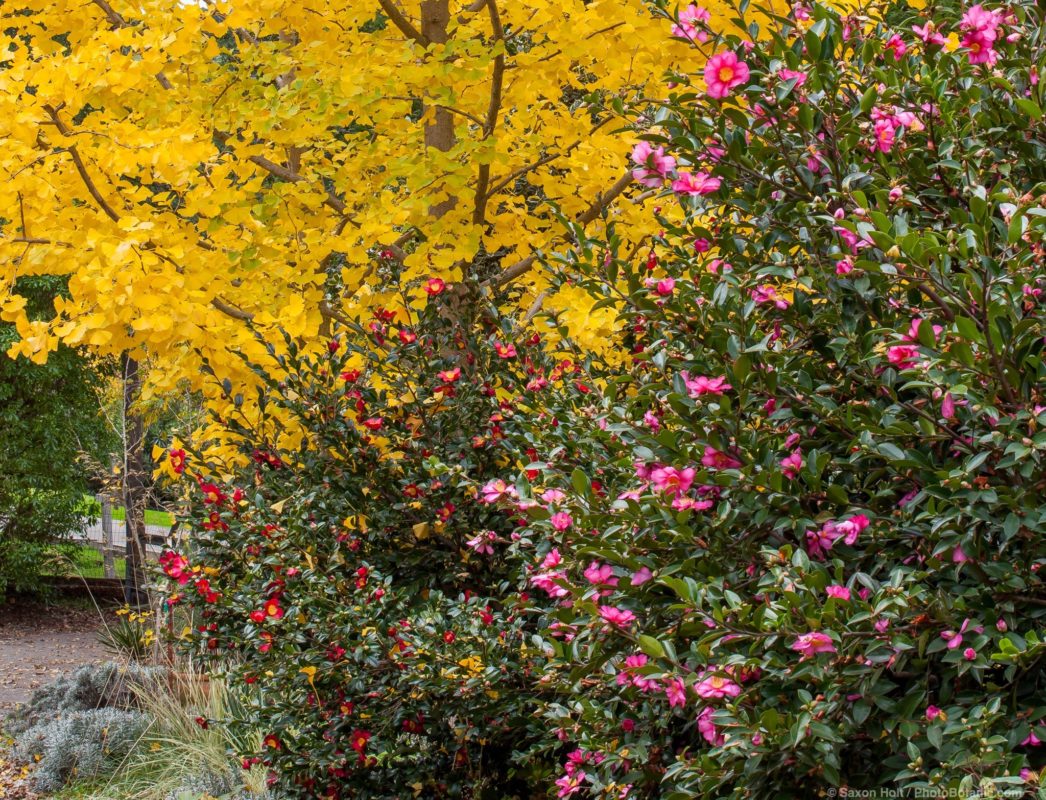 Flower Photo Focal Point - Photobotanic