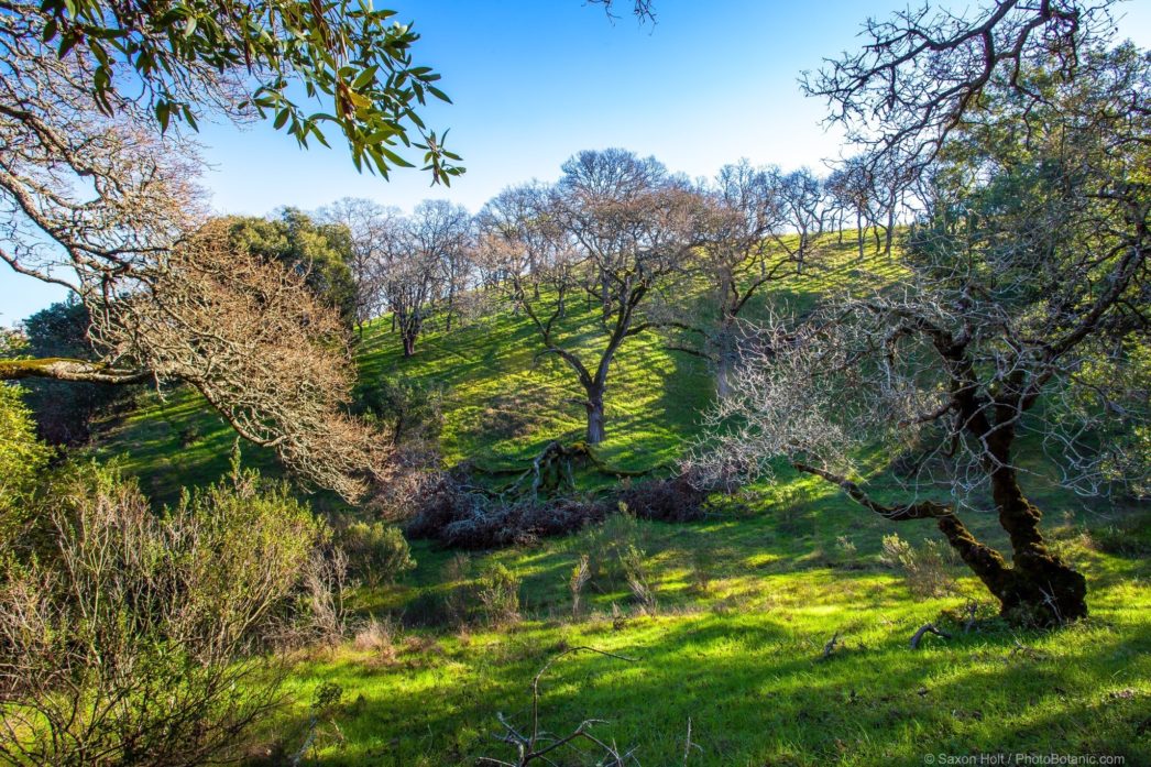 The Summer-Dry Project - Photobotanic