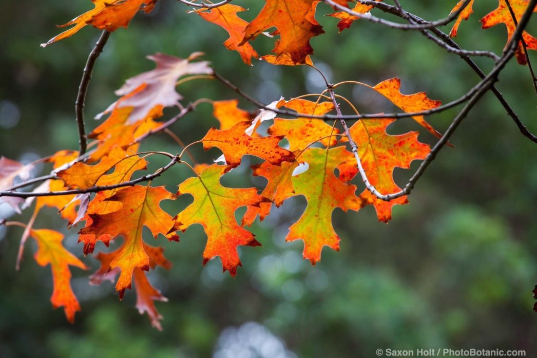 Fall Color - San Francisco Botanical Garden - Photobotanic