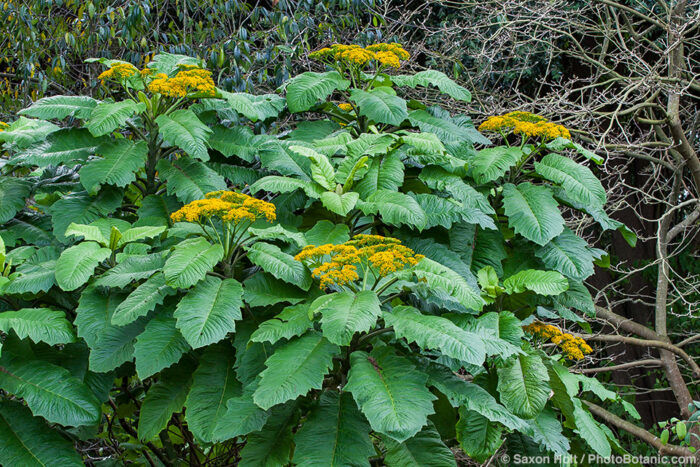 Winter - San Francisco Botanical Garden - Photobotanic