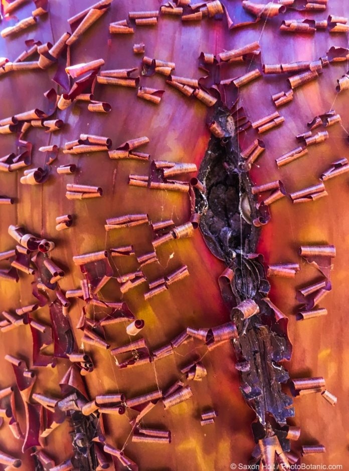 Summertime - Tree Bark Breaking - Photobotanic