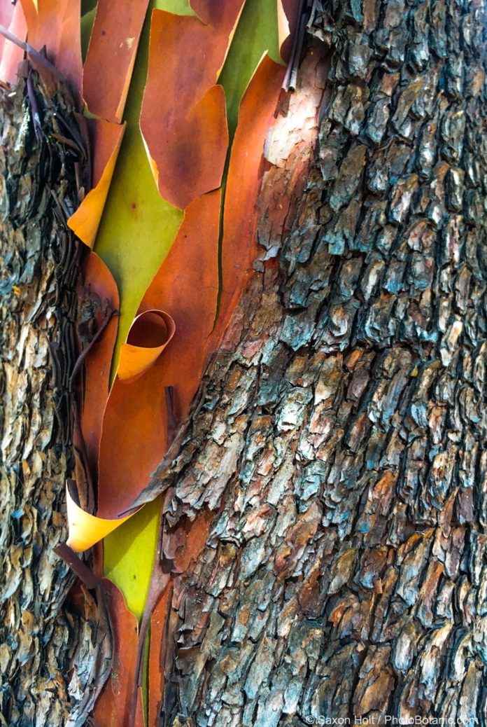 Summertime - Tree Bark Breaking - Photobotanic