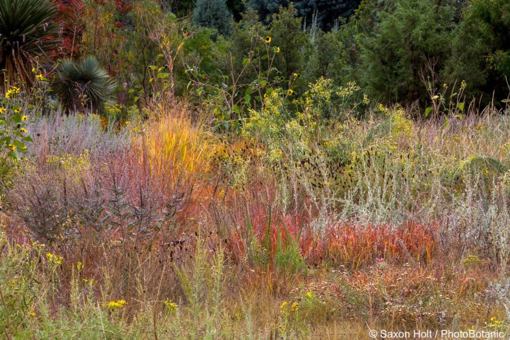 Autumn - Denver Botanic Garden - Photobotanic