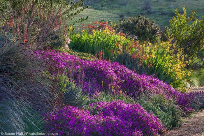 Leaning Pine Arboretum - Photobotanic