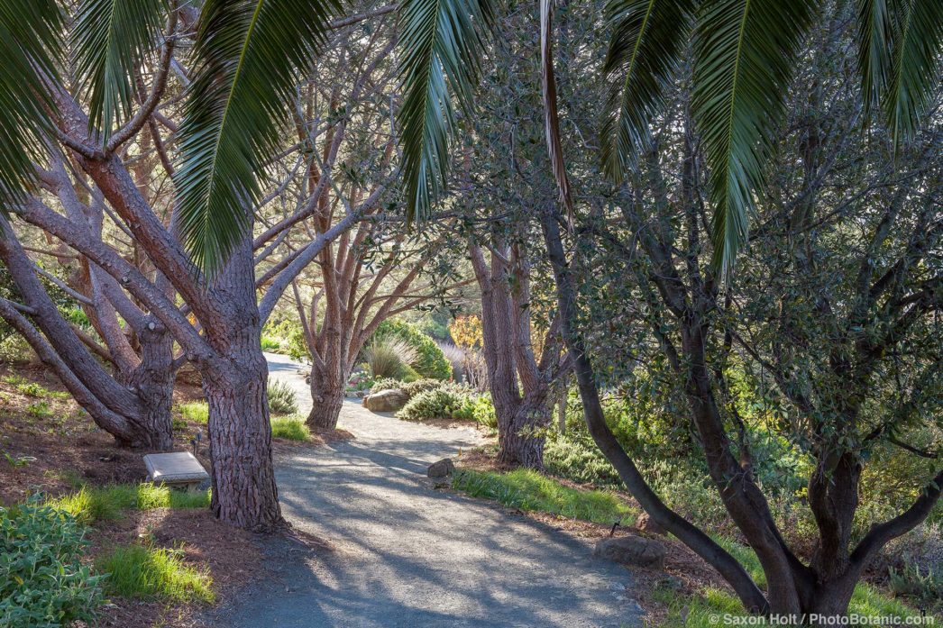 Leaning Pine Arboretum - Photobotanic