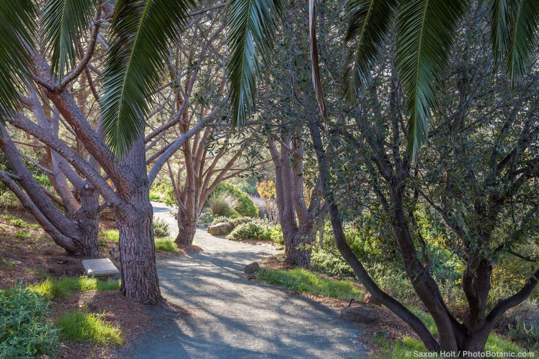 Leaning Pine Arboretum - Photobotanic