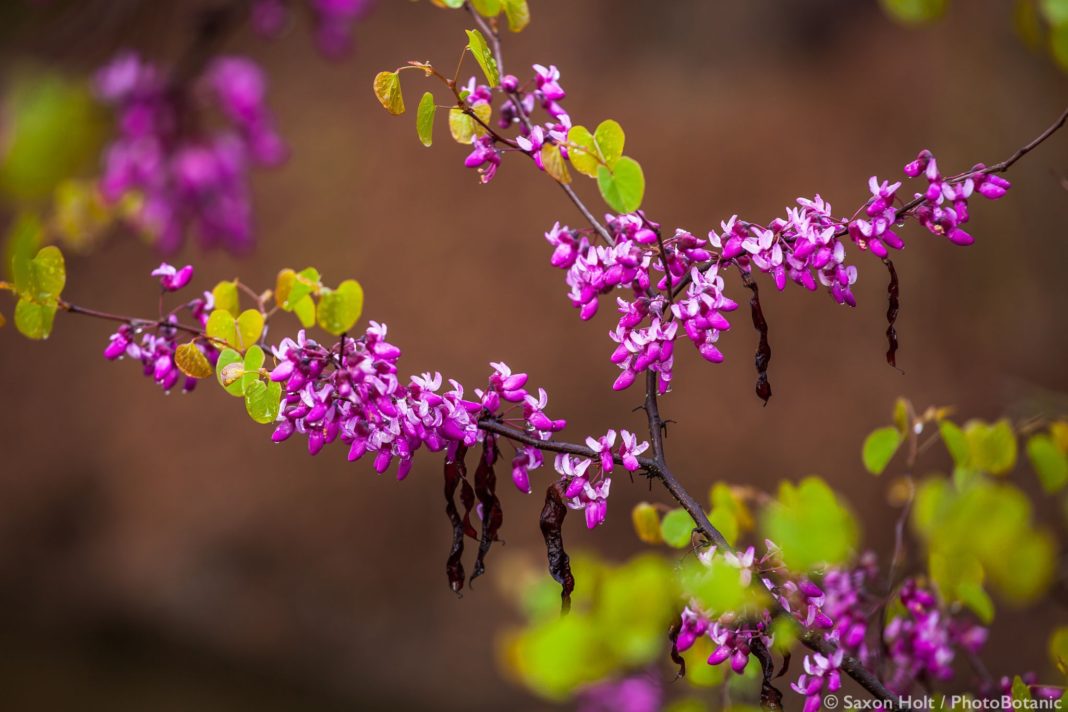 Blocking Shapes in a Photograph - Photobotanic