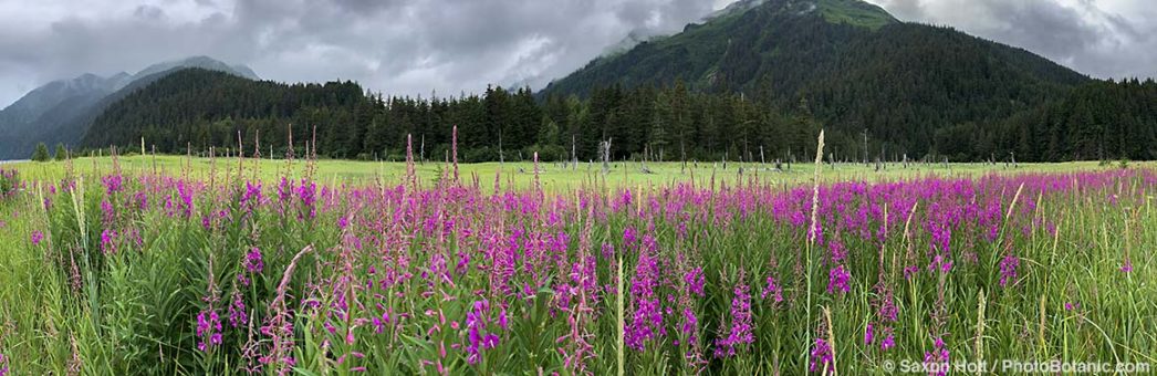 Botanical Alaska - Photobotanic