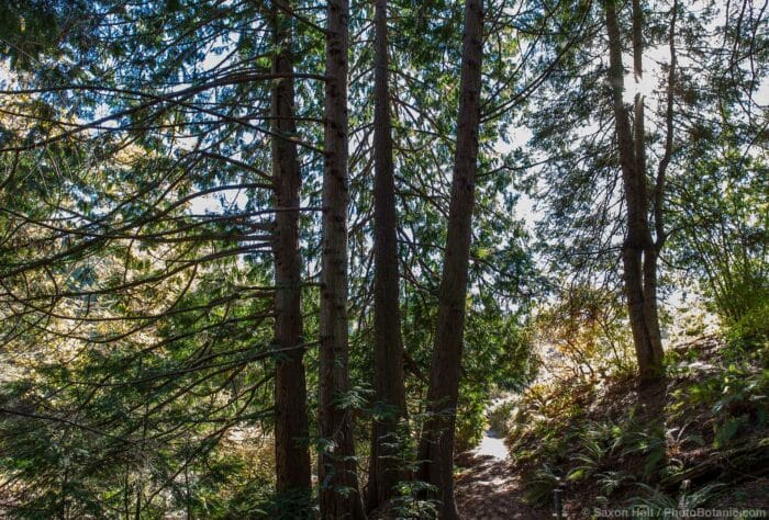 De(light)ful Trees - Photobotanic